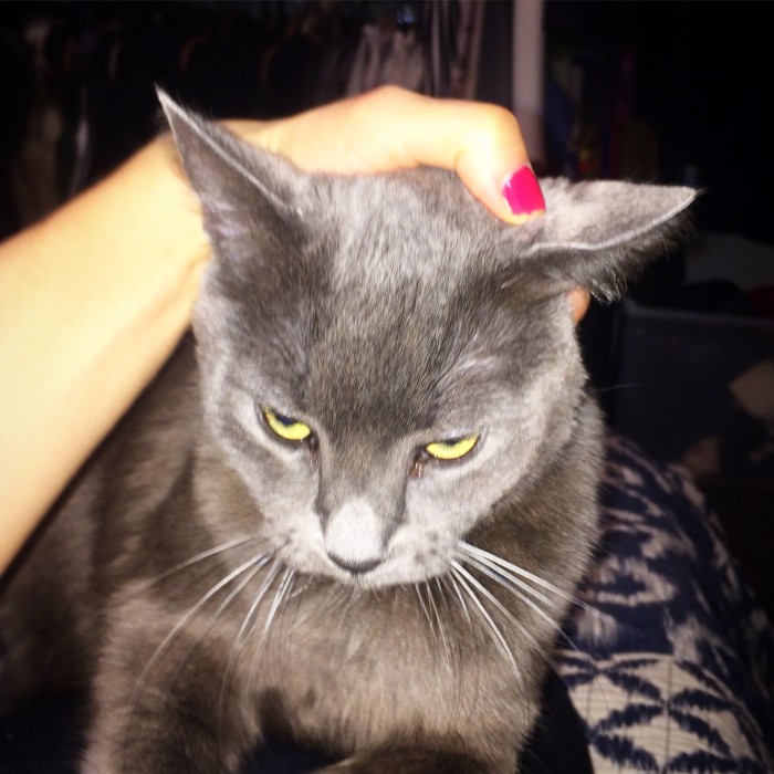 Funny cat devil annoyed lol meme - Do The Hotpants